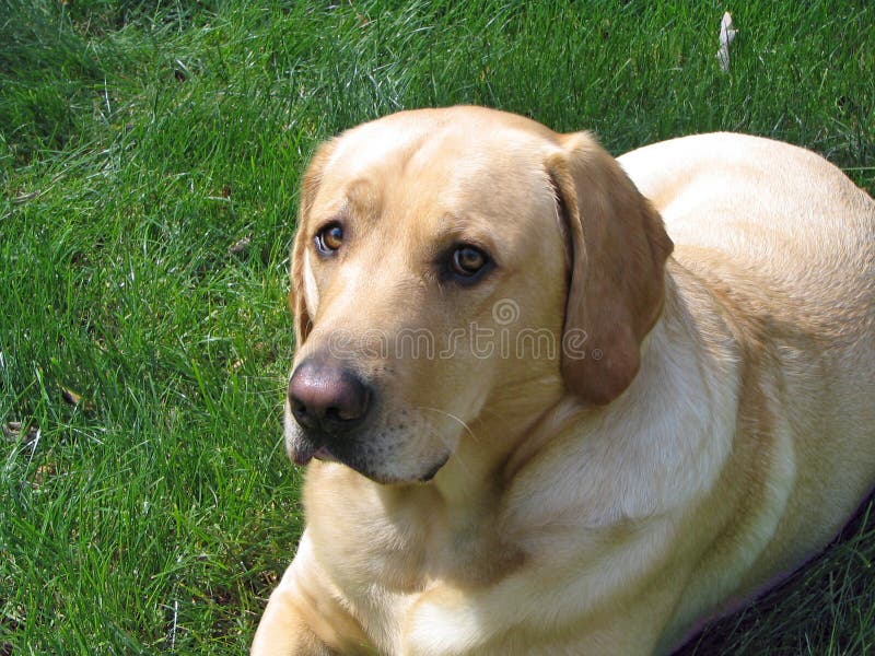 Yellow Lab Picture. Image: 242928