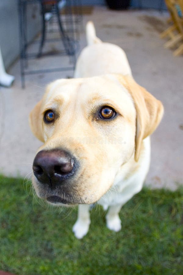 Yellow lab stock image. Image of puppies, mans, nose, labrador - 3976121