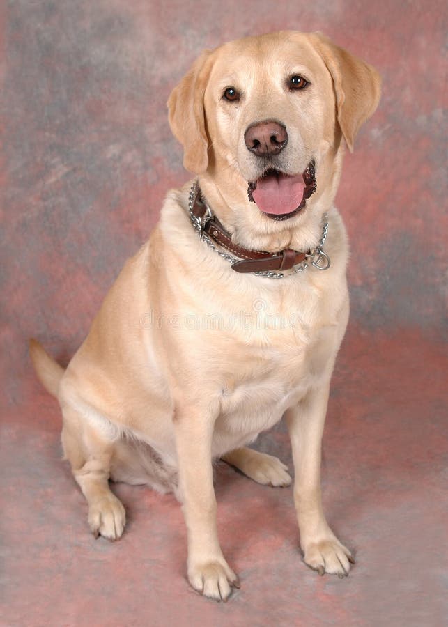 Yellow Lab Against a Pink-blue Background. Stock Image - Image of ...