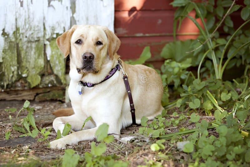 Yellow Lab Sitting Down stock image. Image of rescue - 14768813