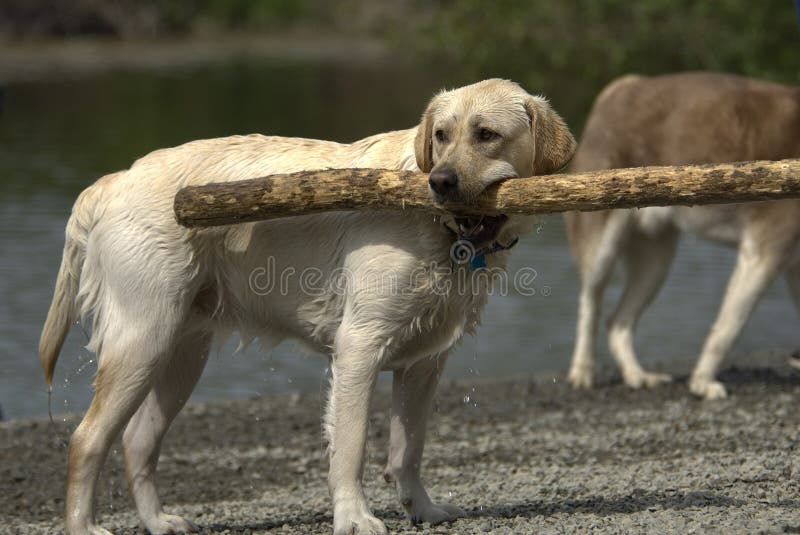 Yellow Lab With Big Stick Picture. Image: 2415083