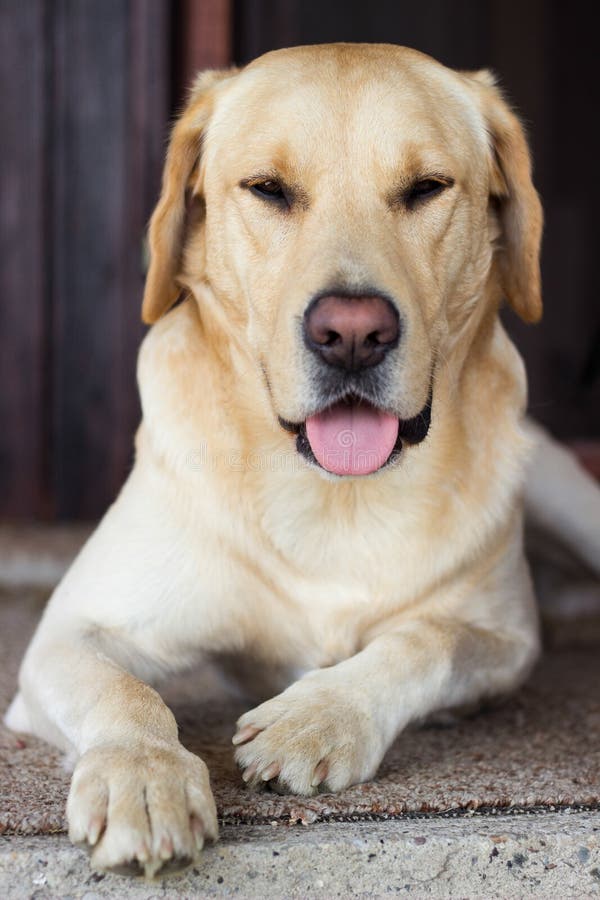 Yellow Lab stock image. Image of happiness, love, adult - 71379427