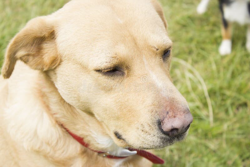Yellow Lab stock image. Image of cute, yellow, looking - 51385715