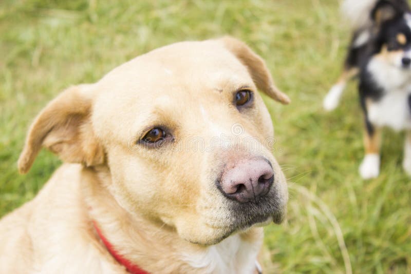 Smiling Yellow Lab stock photo. Image of teeth, nose - 110932836
