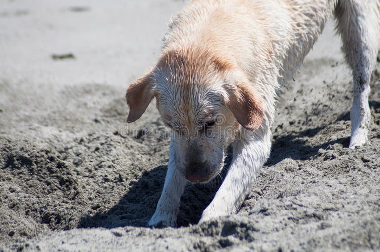 Yellow Lab Digging in Sand stock photo. Image of outside - 19210972