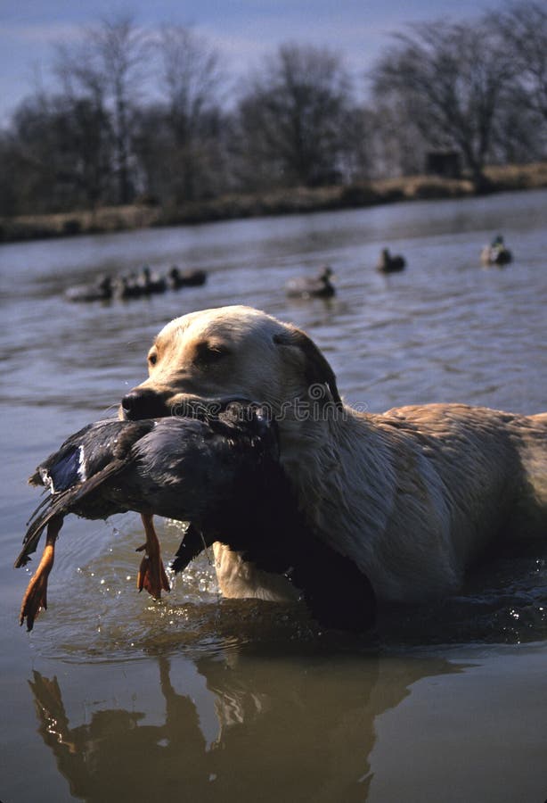 Yellow Lab with Duck stock photo. Image of companion, water - 8736882