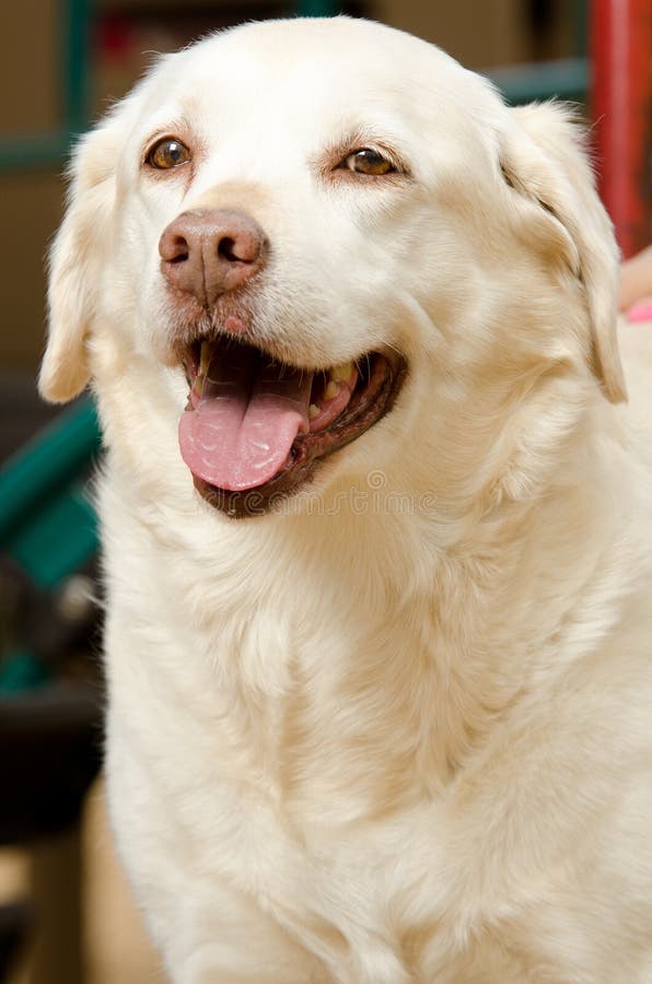 Yellow Lab stock photo. Image of friend, mammal, snout - 31072188