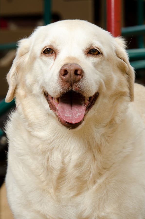 Yellow Lab stock photo. Image of friend, yellow, mans - 31072190