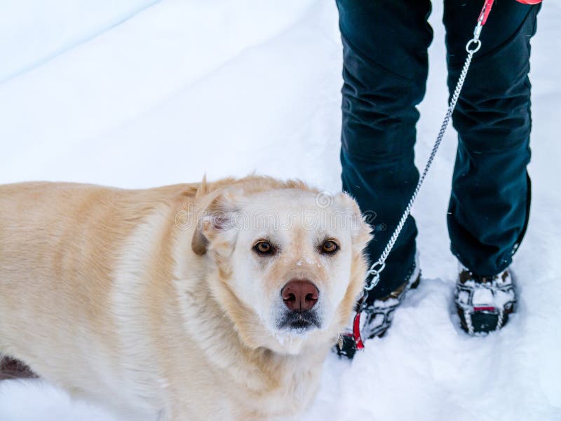Yellow Lab Hiking stock image. Image of scenery, yellow - 66521449