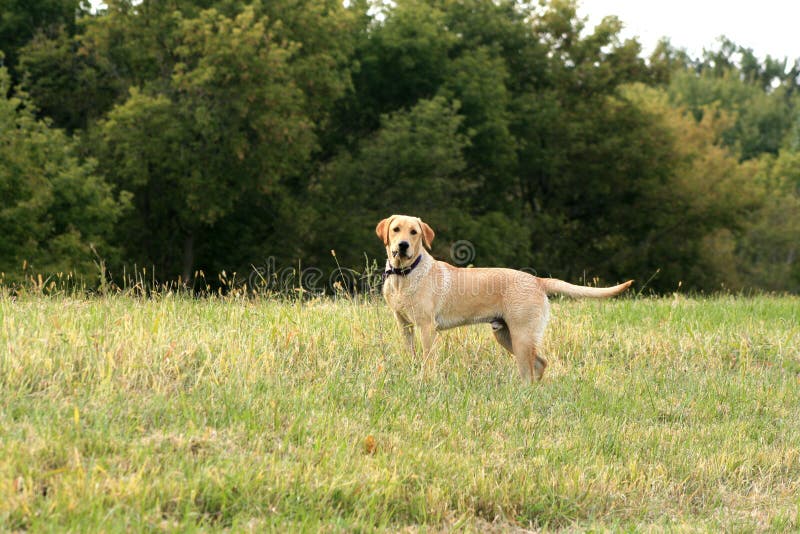 Yellow Lab Hunting stock photo. Image of brush, labrador - 6029724