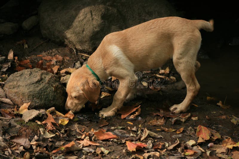 Yellow Lab Hunting stock photo. Image of brush, labrador - 6029724