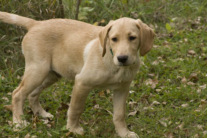 Yellow Lab Hunting stock photo. Image of retriever, nose - 6029922