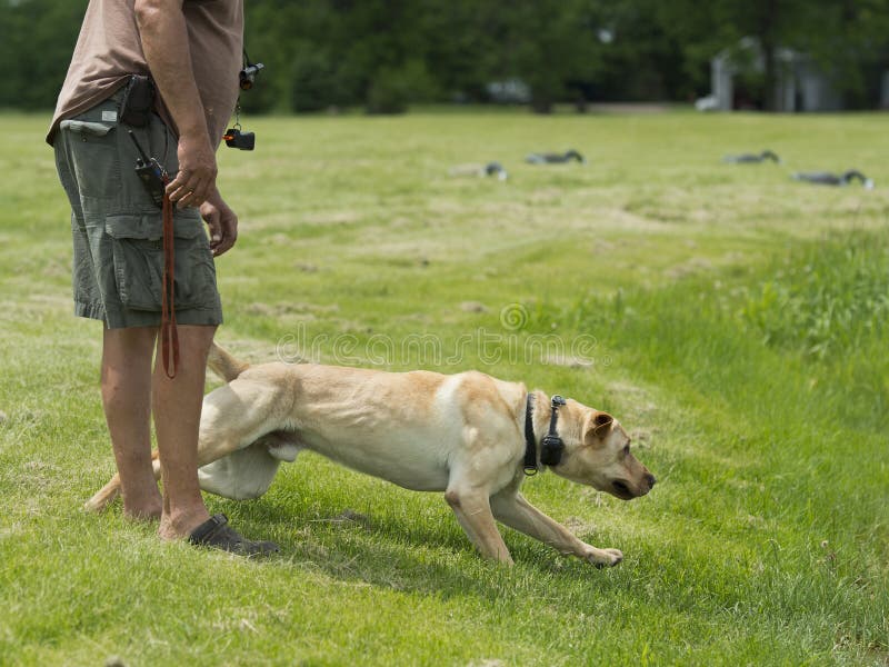 A Yellow Lab Hunting Dog stock image. Image of retreiving - 64684287