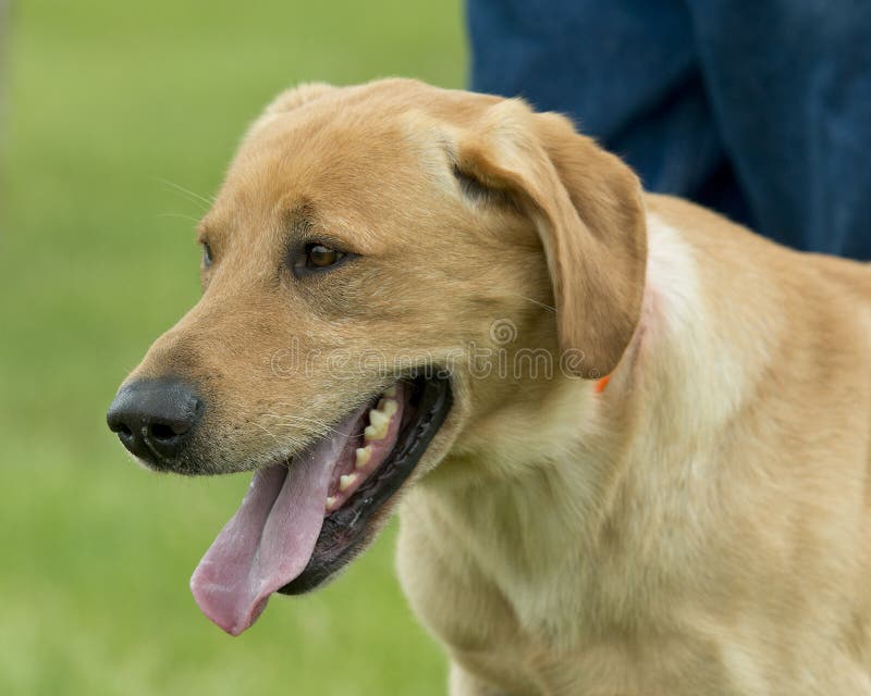 A Yellow Lab Hunting Dog stock photo. Image of black - 64684328