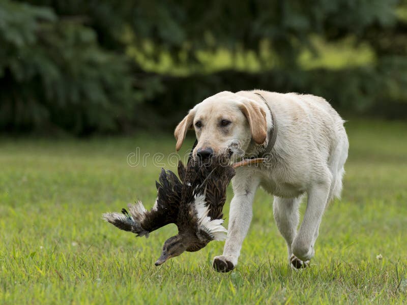 A Yellow Lab Hunting Dog stock photo. Image of hunt, bumper - 64684638
