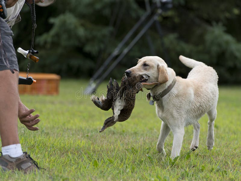 A Yellow Lab Hunting Dog stock image. Image of yellow - 64684737