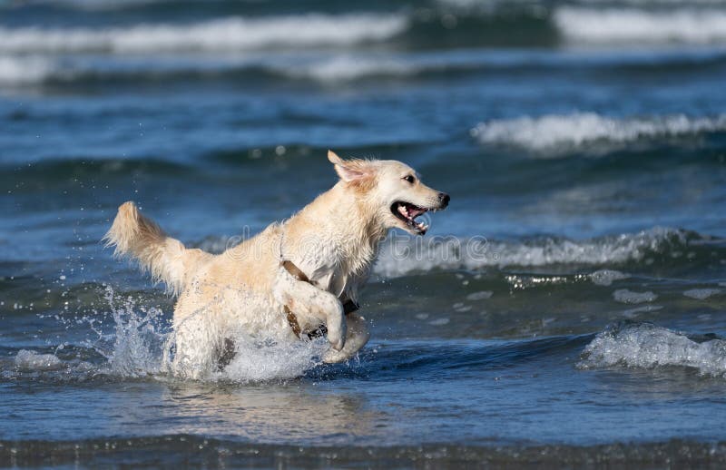 Yellow Lab Jumping through the Surf at the Beach Stock Photo - Image of ...