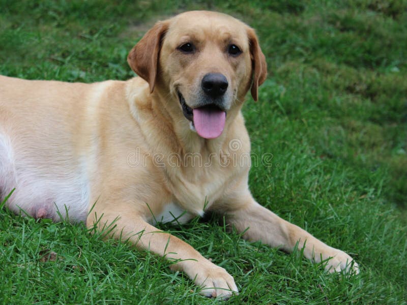 Yellow lab on the lawn stock photo. Image of smiling - 61783222