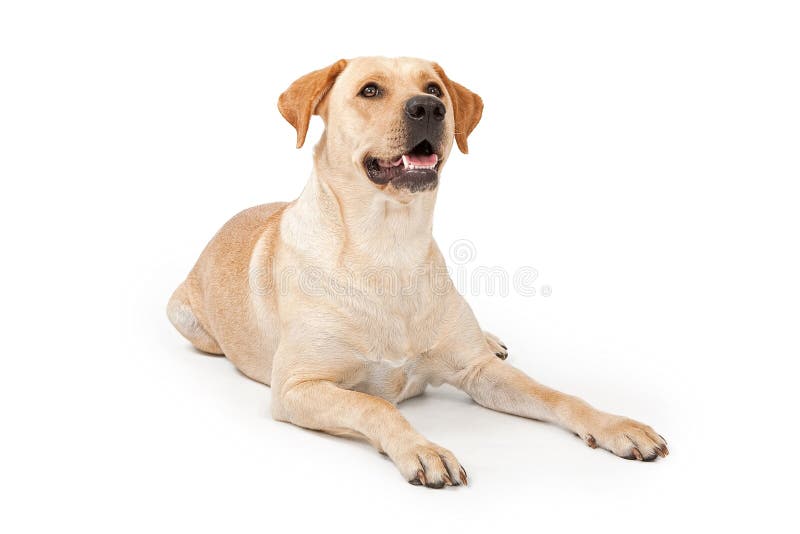 Yellow Lab Laying Down stock photo. Image of labrador - 14768810