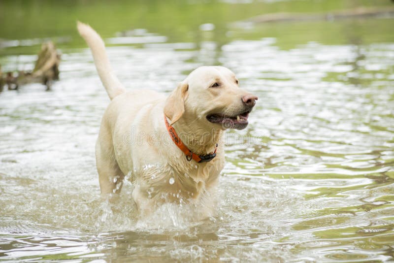 Yellow Lab Playing in Water Stock Image - Image of smelly, stream: 40645093