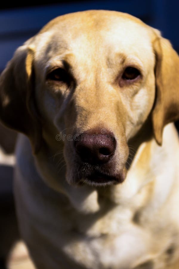 Yellow Lab Portrait stock image. Image of yellow, portrait - 95254215