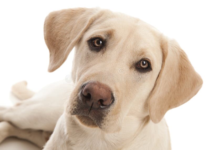 Yellow Lab Stock Images - Download 10,597 Royalty Free Photos