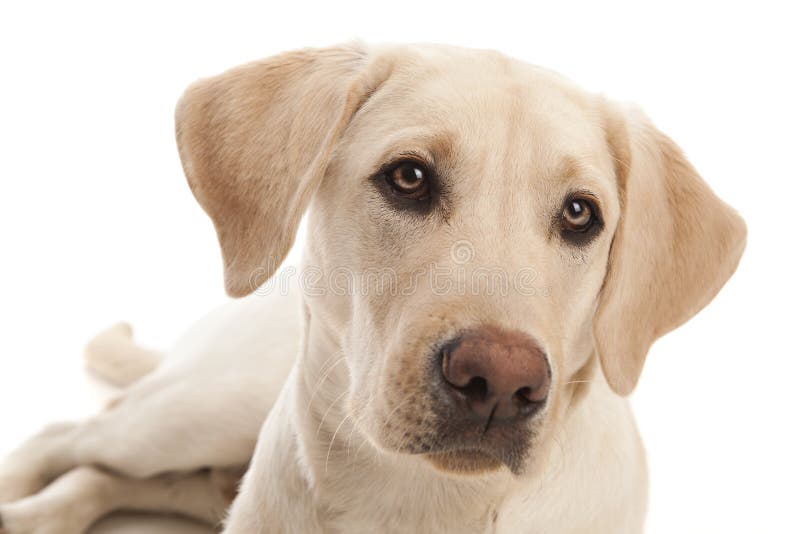Yellow Lab stock image. Image of yellow, labrador, lying - 64337775
