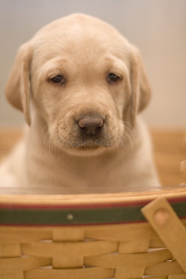 Yellow Lab Puppies stock image. Image of adorable, cute - 7817661