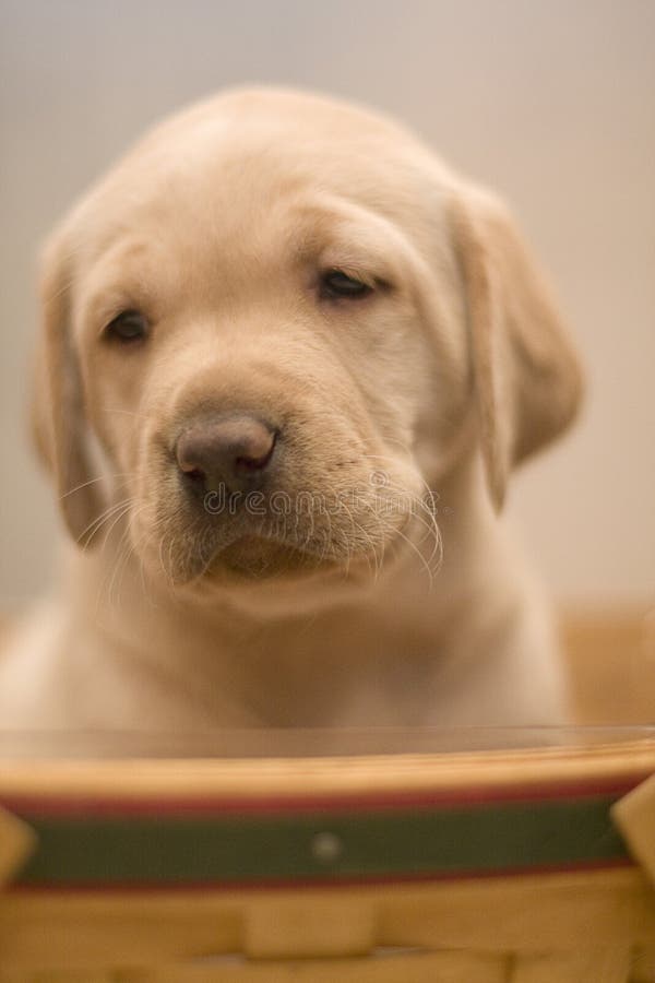 Yellow Lab Puppies stock image. Image of adorable, cute - 7817661