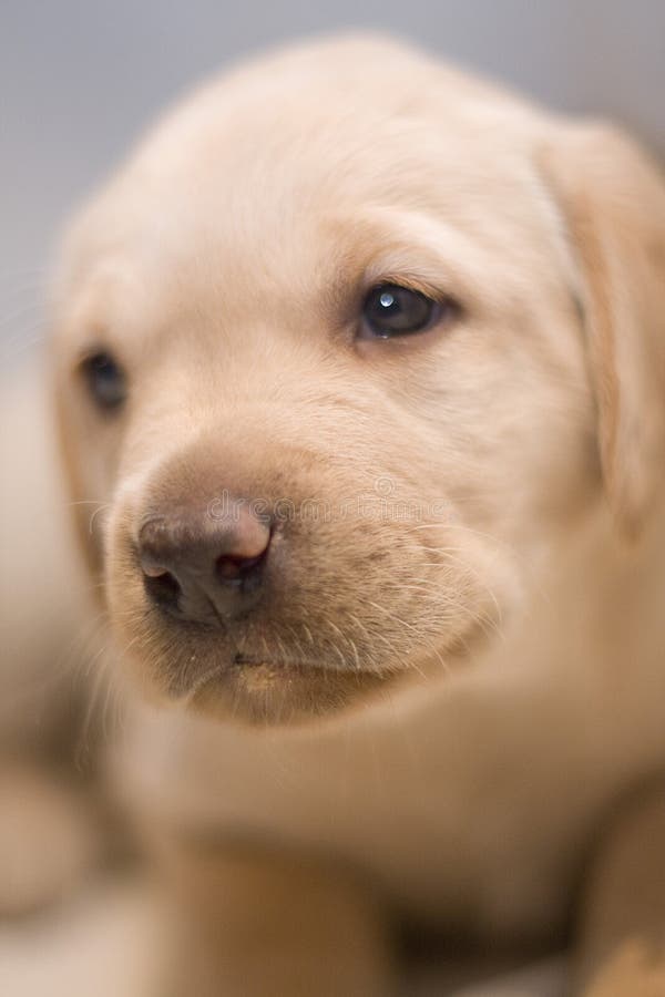 Yellow Lab Puppies stock image. Image of adorable, cute - 7817661