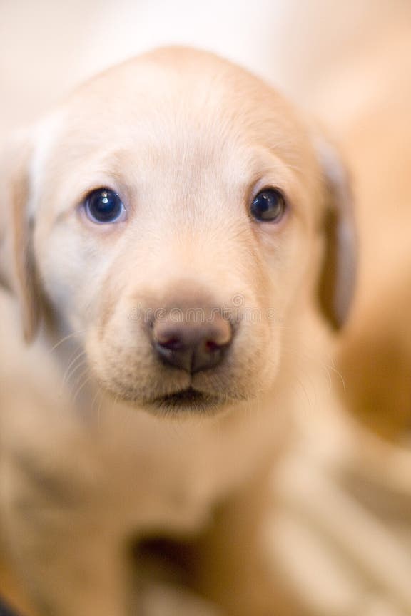 Yellow Lab Pup stock image. Image of paws, yellow, adorable - 7817913