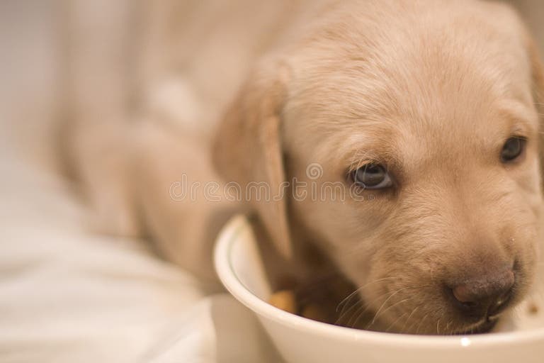 Yellow Lab Pup Eating stock image. Image of adorable, yellow - 7817897