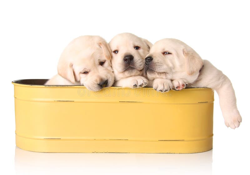 Yellow lab puppies stock image. Image of baby, canine - 12132011