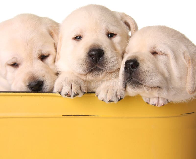 Yellow lab puppies stock image. Image of baby, canine - 12132011