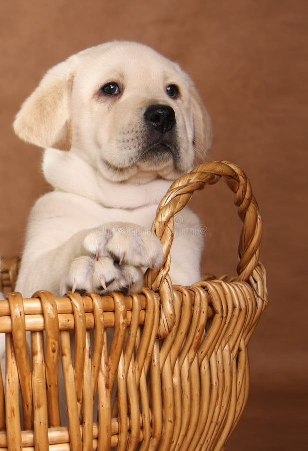Yellow lab puppy stock image. Image of basket, creature - 12325495