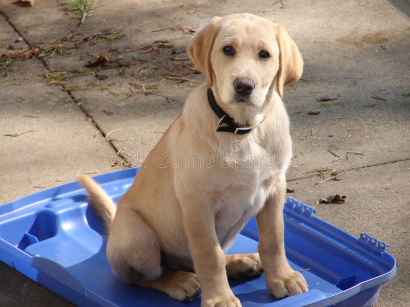 Yellow Lab Puppy stock image. Image of animal, puppy, doggy - 1298801