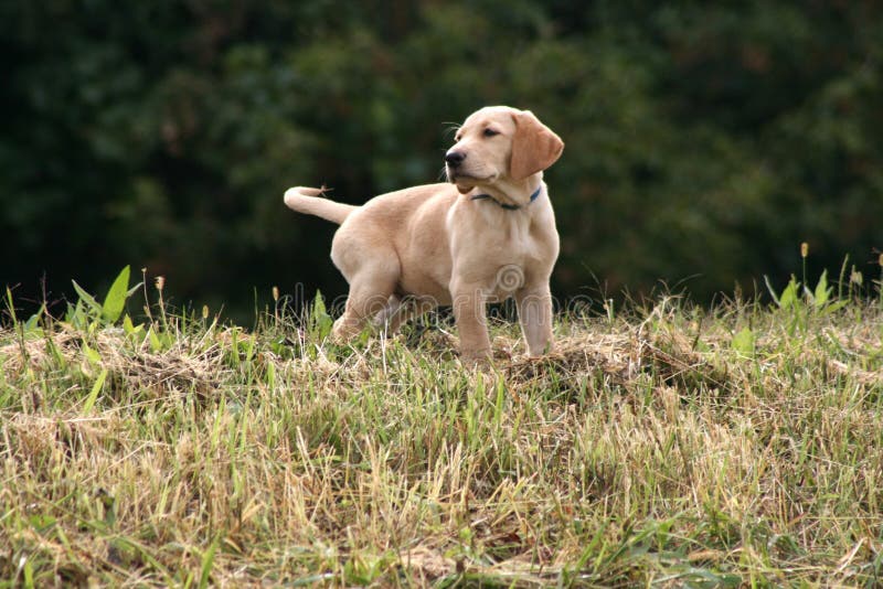 Yellow Lab Puppy stock image. Image of collar, brush, puppy - 5887979