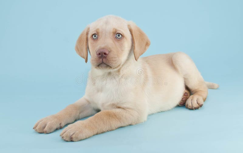 Yellow Lab Puppy stock image. Image of puppy, little - 40806805