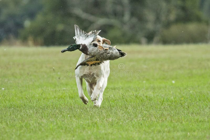 Yellow Lab Puppy Practicing Retrieving Stock Image - Image of duck ...