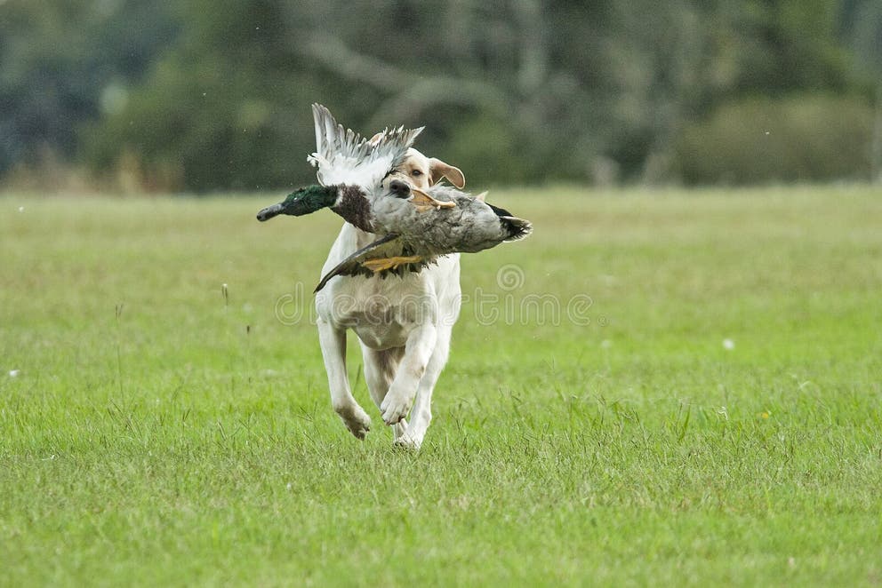 Yellow Lab Puppy Practicing Retrieving Stock Image - Image of duck ...