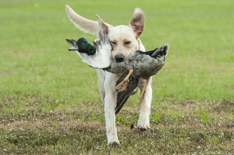 Yellow Lab Puppy Practicing Retrieving Stock Photo - Image of labrador ...