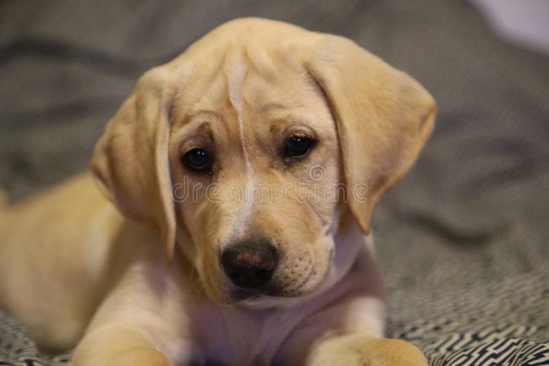 Yellow Lab Puppy stock image. Image of labrador, smiling - 103188231