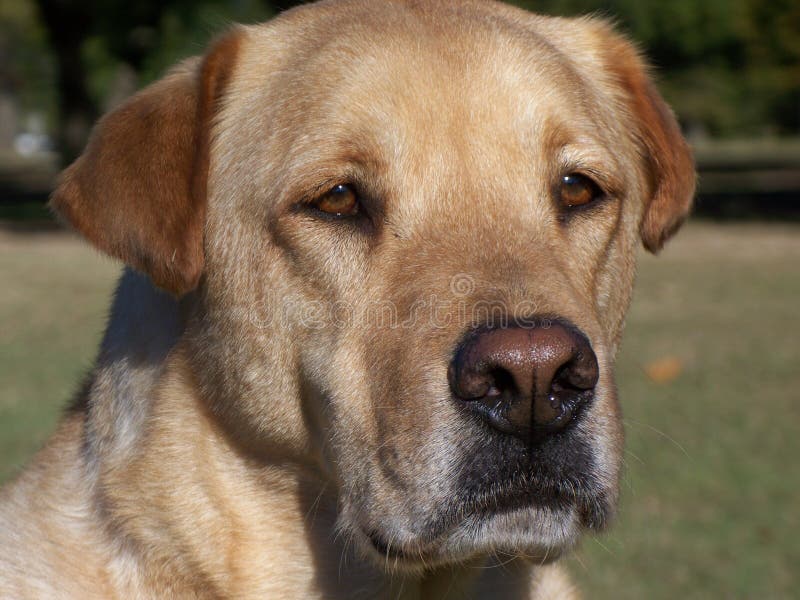 Yellow Lab with red ears stock photo. Image of tail, outside - 12377468