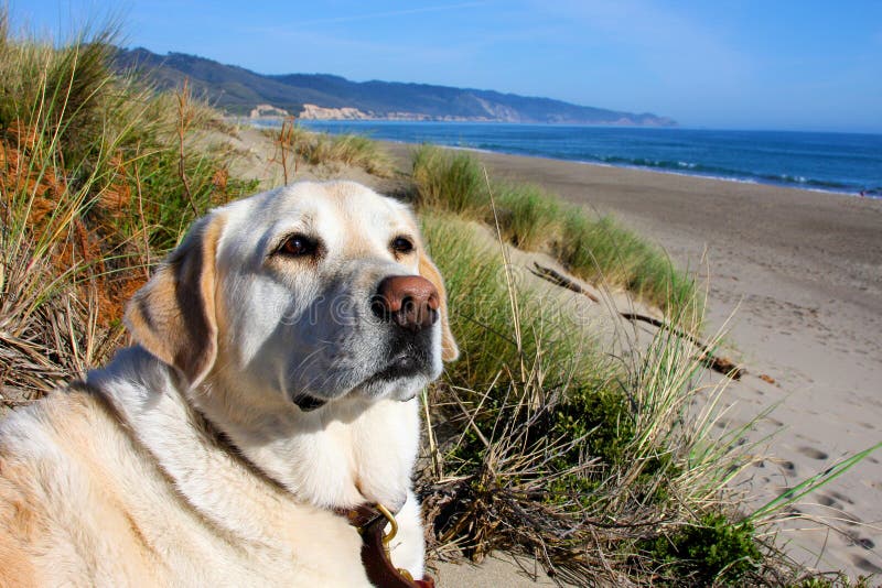 Yellow Lab Relaxing at Beach. Stock Image - Image of labrador, beach ...