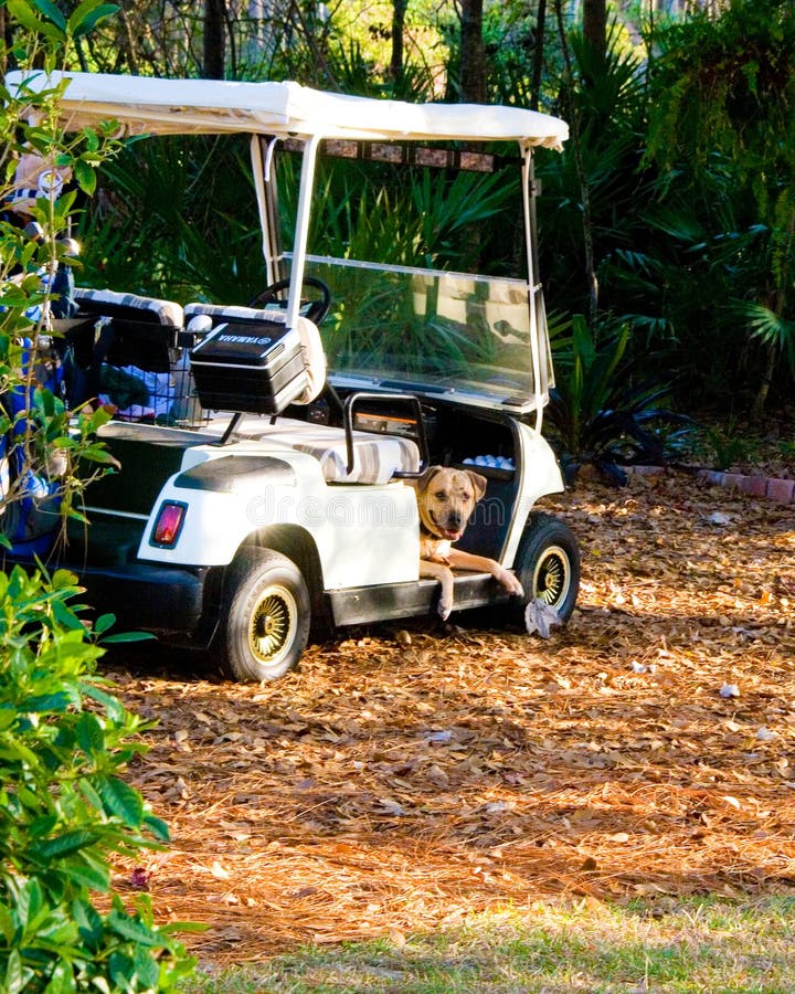 Yellow Lab Resting in Parked Golf Cart Stock Photo - Image of shot ...