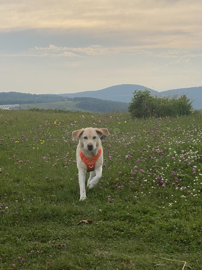 Yellow Lab Running in a Field Mountains Stock Photo - Image of ...
