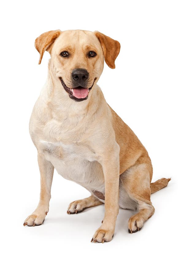 Yellow Lab Sitting Down stock image. Image of rescue - 14768813