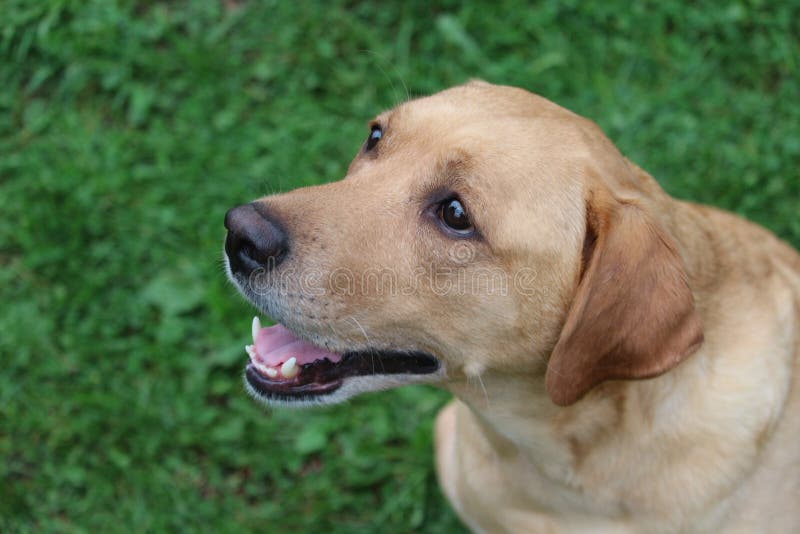 Yellow lab stock image. Image of standing, mammal, yellow - 61783219