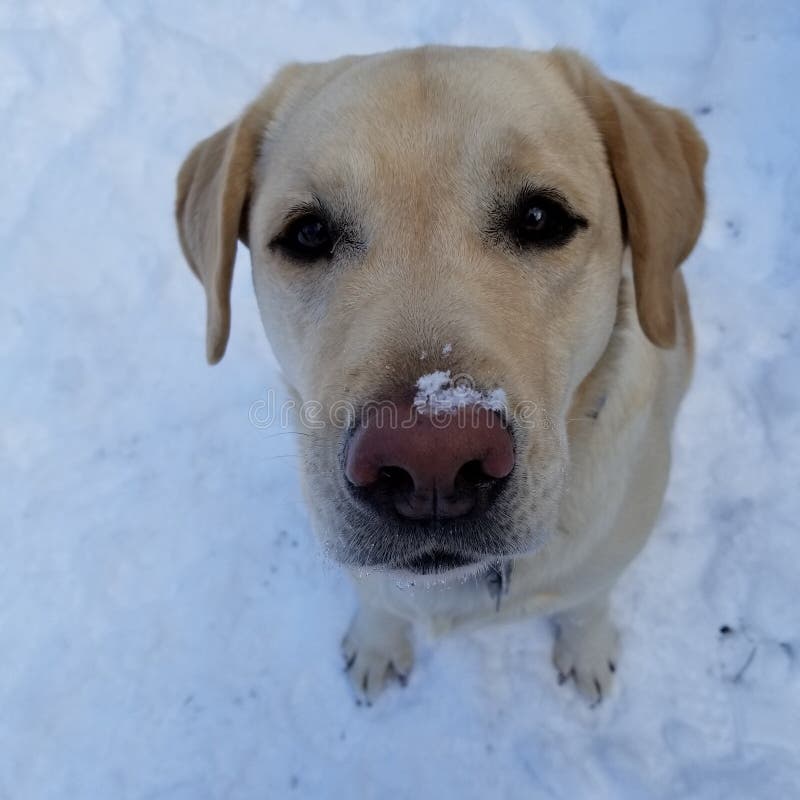 Yellow lab in the snow stock image. Image of nose, yellow - 162717641