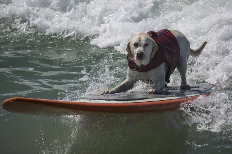Yellow Lab surfing stock photo. Image of wave, sport - 47677932